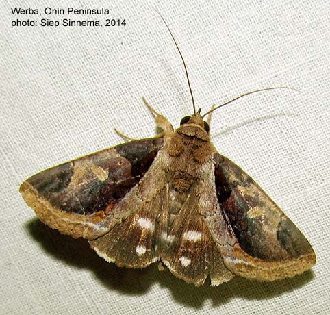 Papua Insects Foundation (Lepidoptera/Erebidae (Erebinae, Ercheiini ...